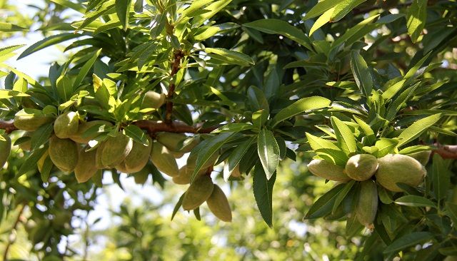 Vietnam: Inspection Certificate - International Nut & Dried Fruit Council